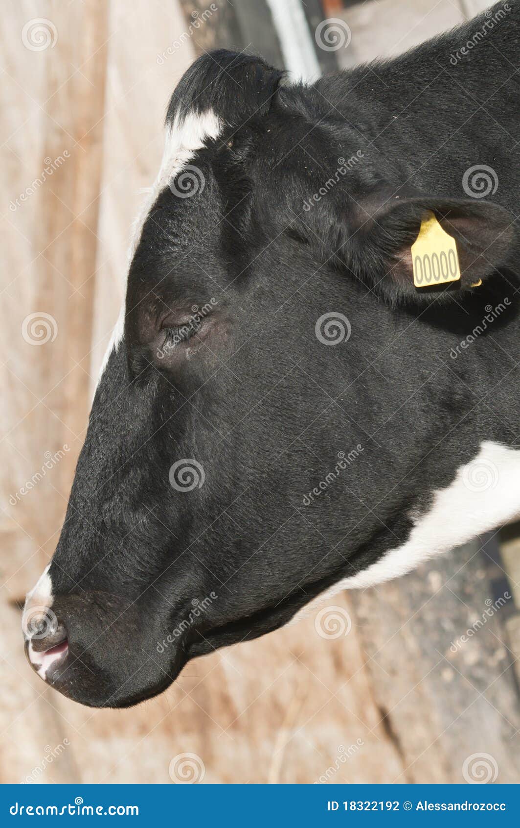 Adult female Dairy cattle stock photo. Image of cows - 18322192