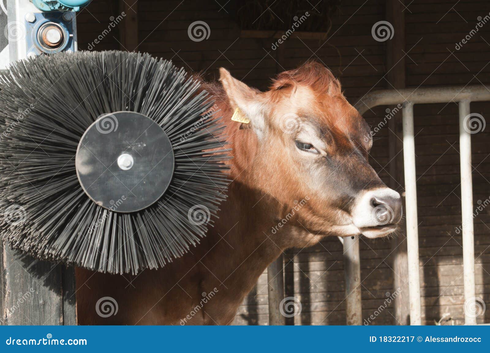 Adult female Dairy cattle stock image. Image of cattle - 18322217