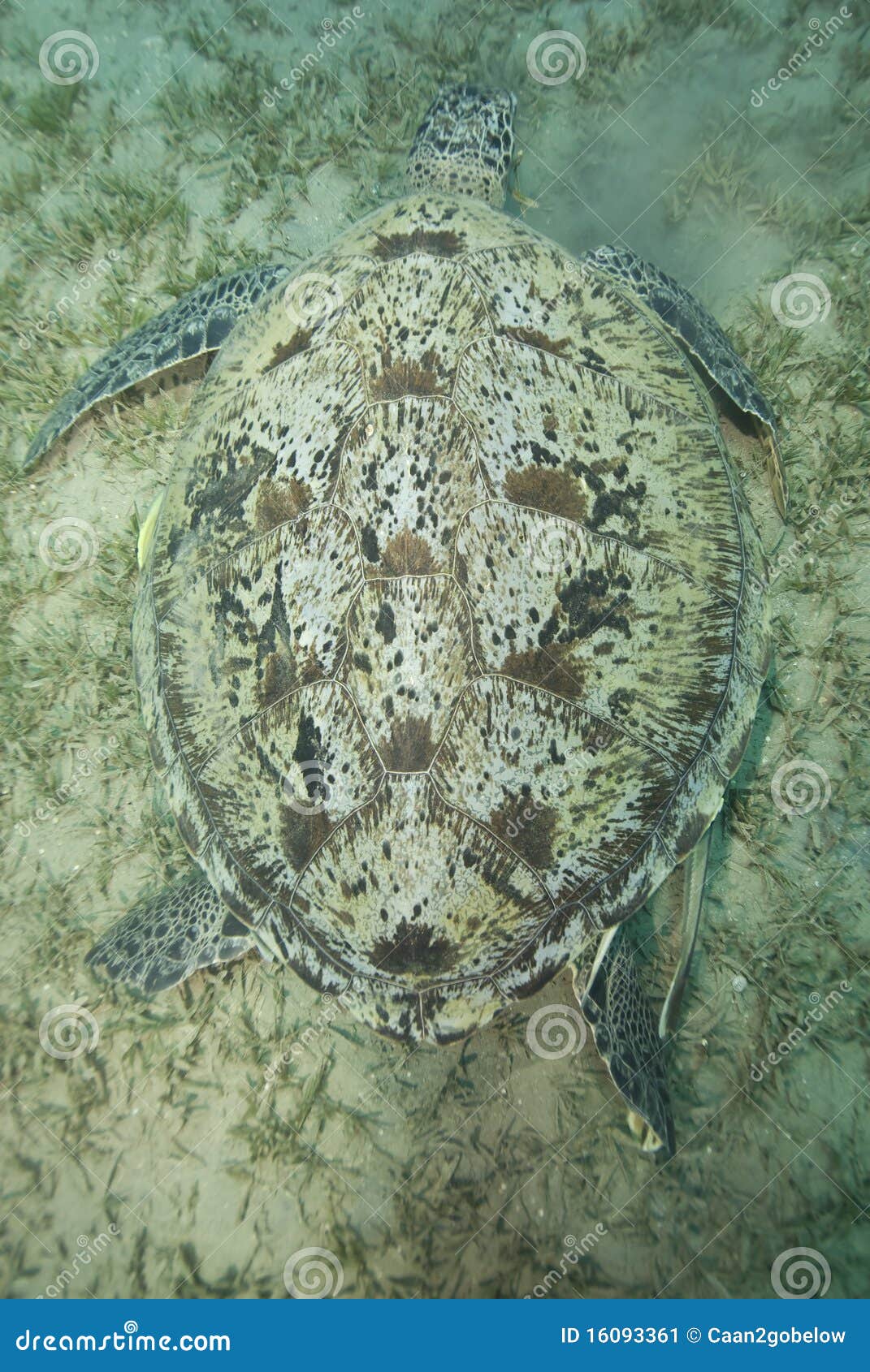 Adult Female Green Turtle Feeding. Stock Image - Image of reptiles ...
