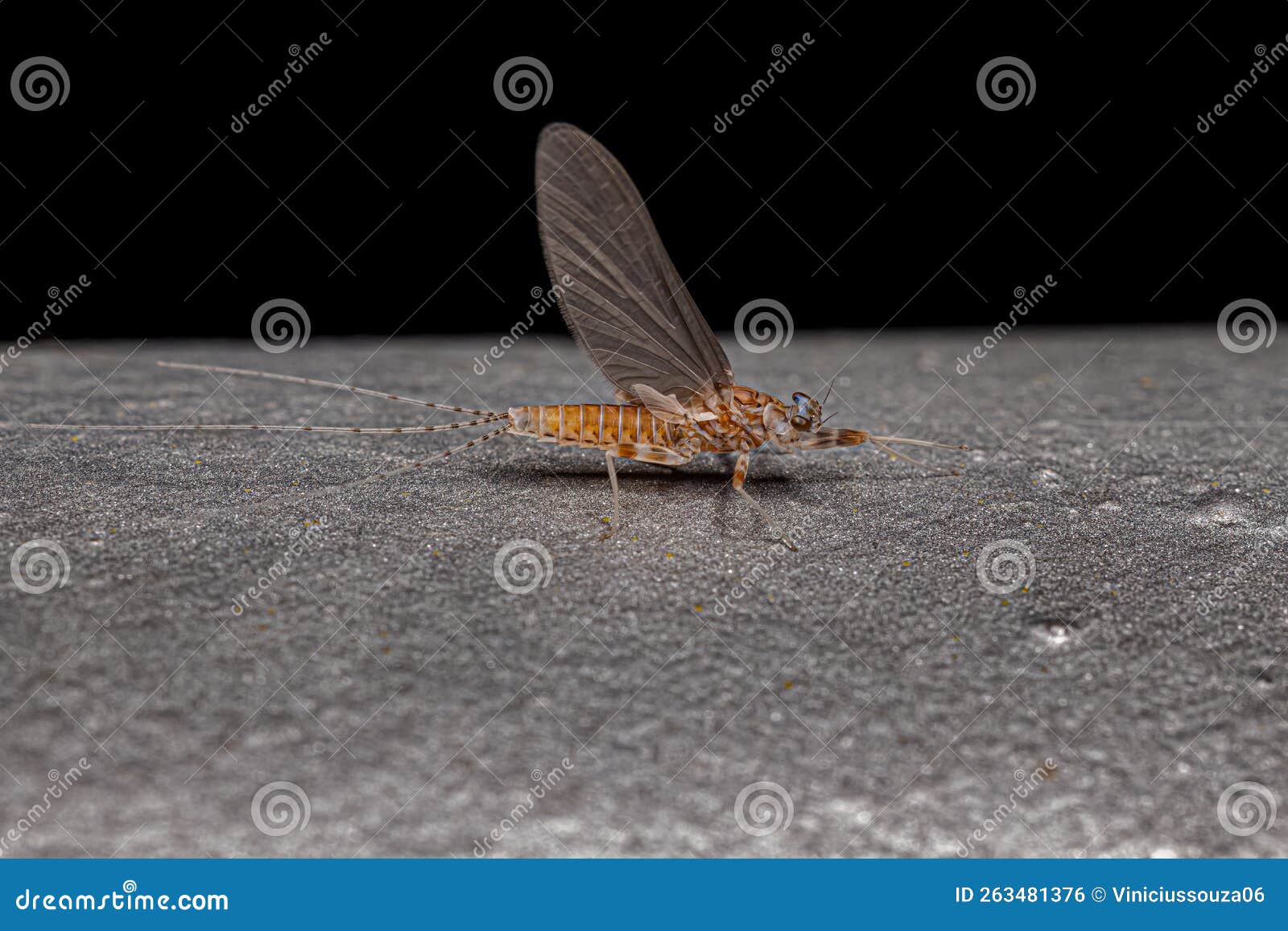 Adult Female Mayfly stock photo. Image of order, arthropoda - 263481376