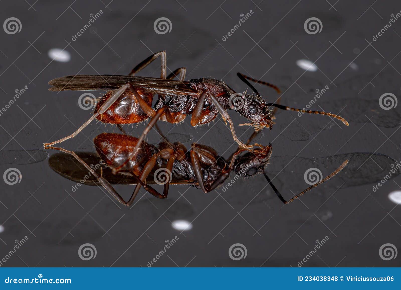 Adult Female Winged Odorous Ant Queen Stock Photo - Image of ...