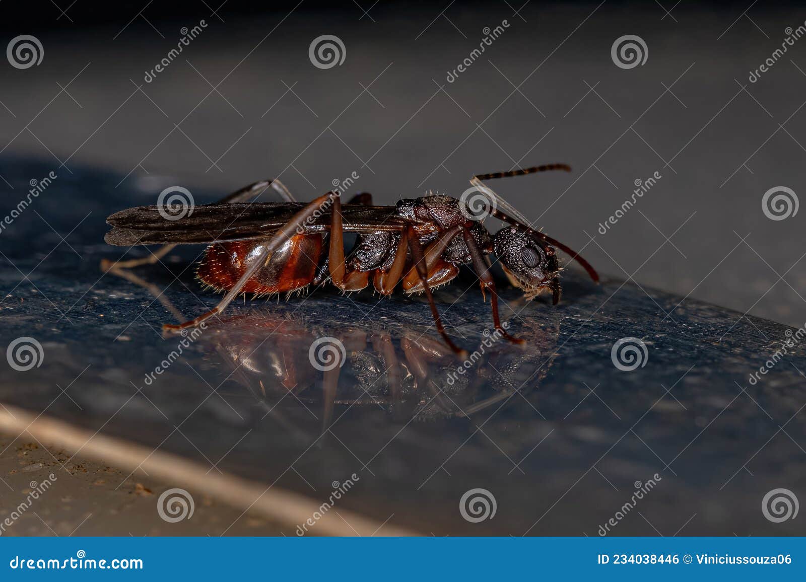 Adult Female Winged Odorous Ant Queen Stock Photo - Image of macro ...