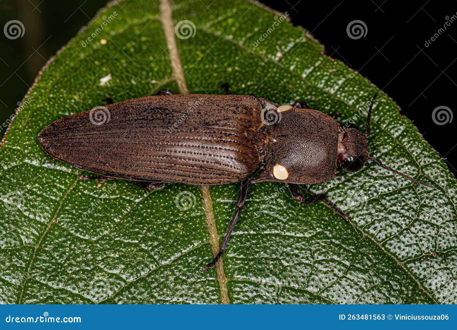Adult Fire Click Beetle stock image. Image of fauna - 263481563