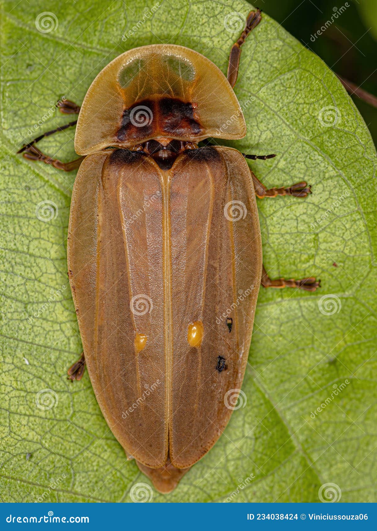 Firefly Beetle Larvae Feeding On Snail Stock Photo | CartoonDealer.com ...