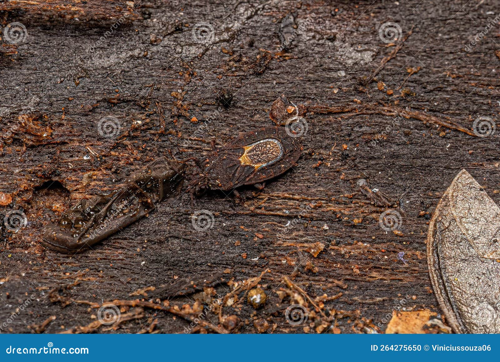 Family Aradidae Stock Photos - Free & Royalty-Free Stock Photos from ...