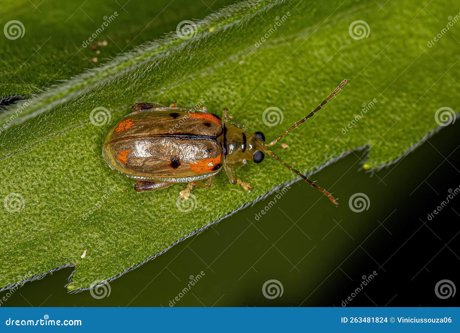 Adult Flea Beetle stock photo. Image of entomology, life - 263481824