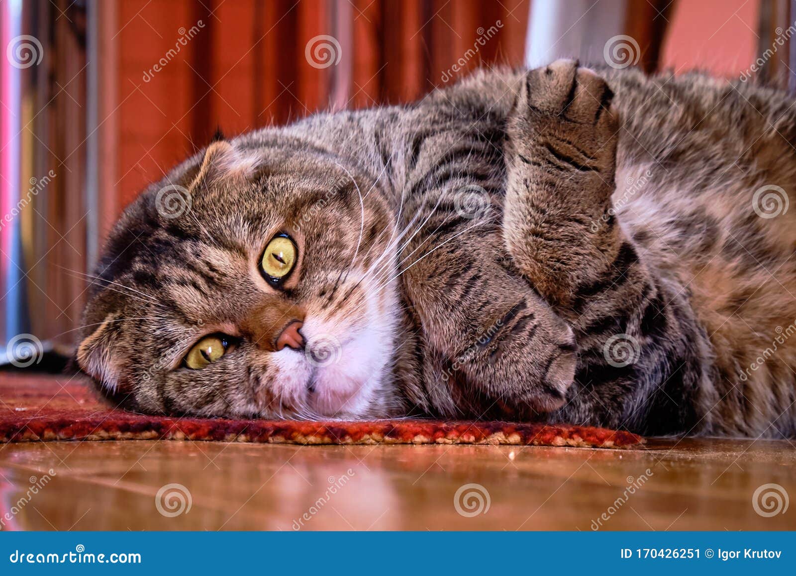 Adult Fold Cat Fooling Around in the Room Stock Image - Image of grey ...
