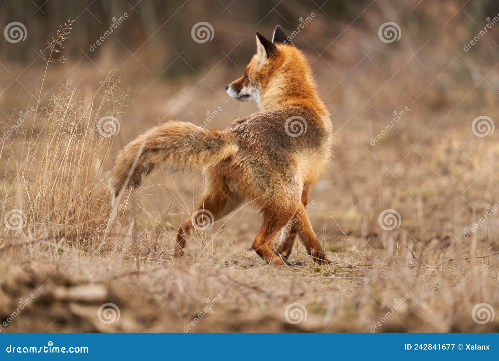 Adult fox in the forest stock image. Image of scavenger - 242841677
