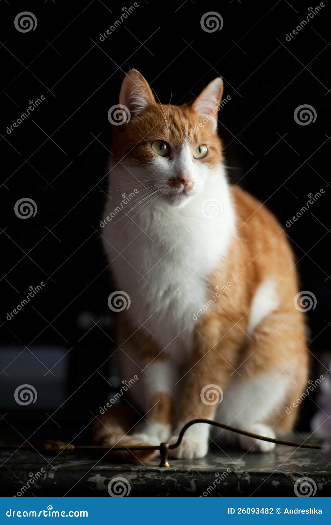 Adult ginger cat stock photo. Image of smile, fatty, flower - 26093482