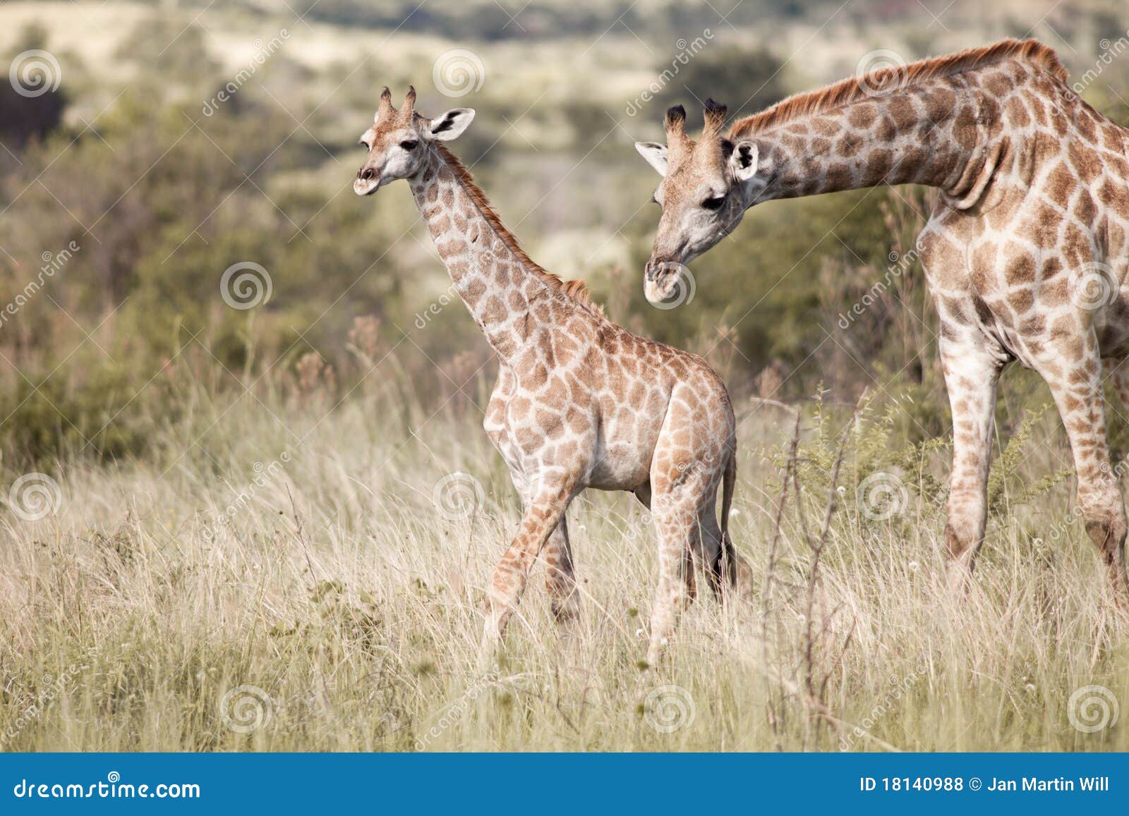 Adult giraffe with calf stock photo. Image of countryside - 18140988