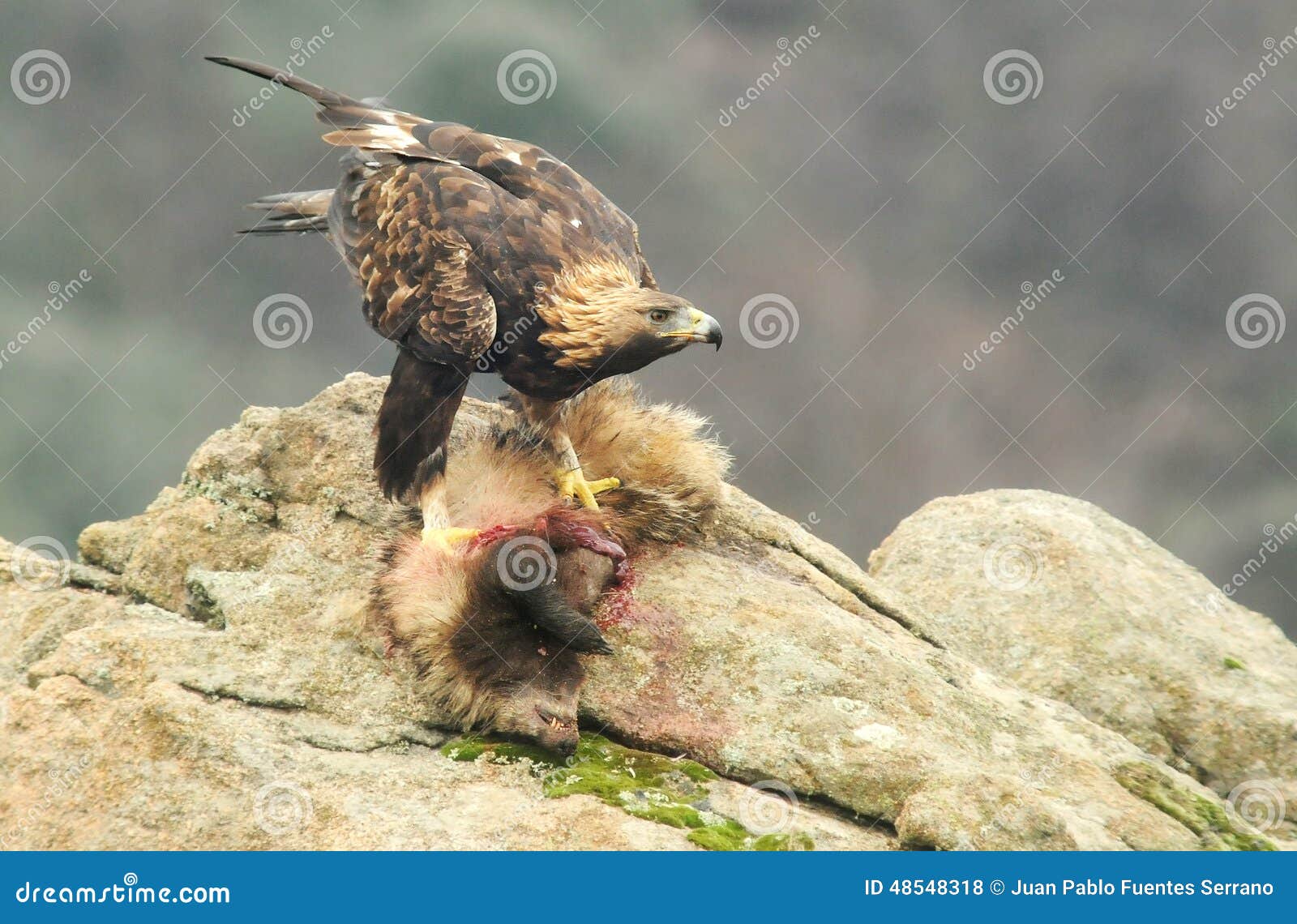 Adult Golden Eagle with a Badger Stock Photo - Image of aguilareal ...