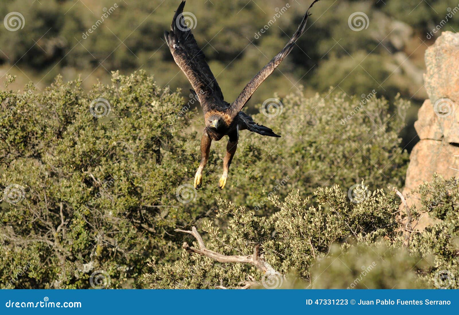 Adult Golden Eagle Flies through the Woods Stock Image - Image of ...
