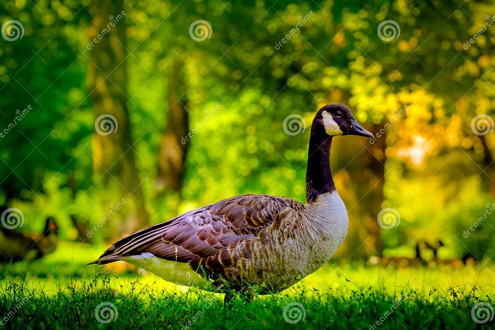 Adult goose stock image. Image of trees, decidious, waterfowl - 99722425