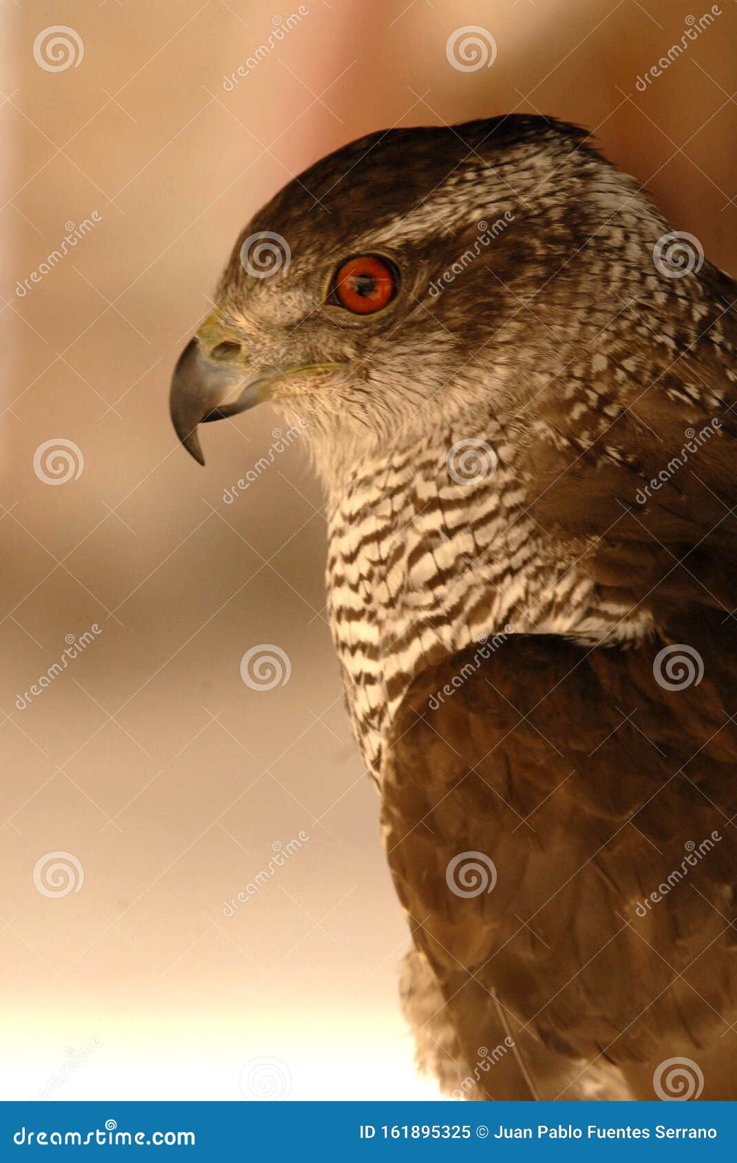 Adult goshawk stock image. Image of close, sierra, views - 161895325