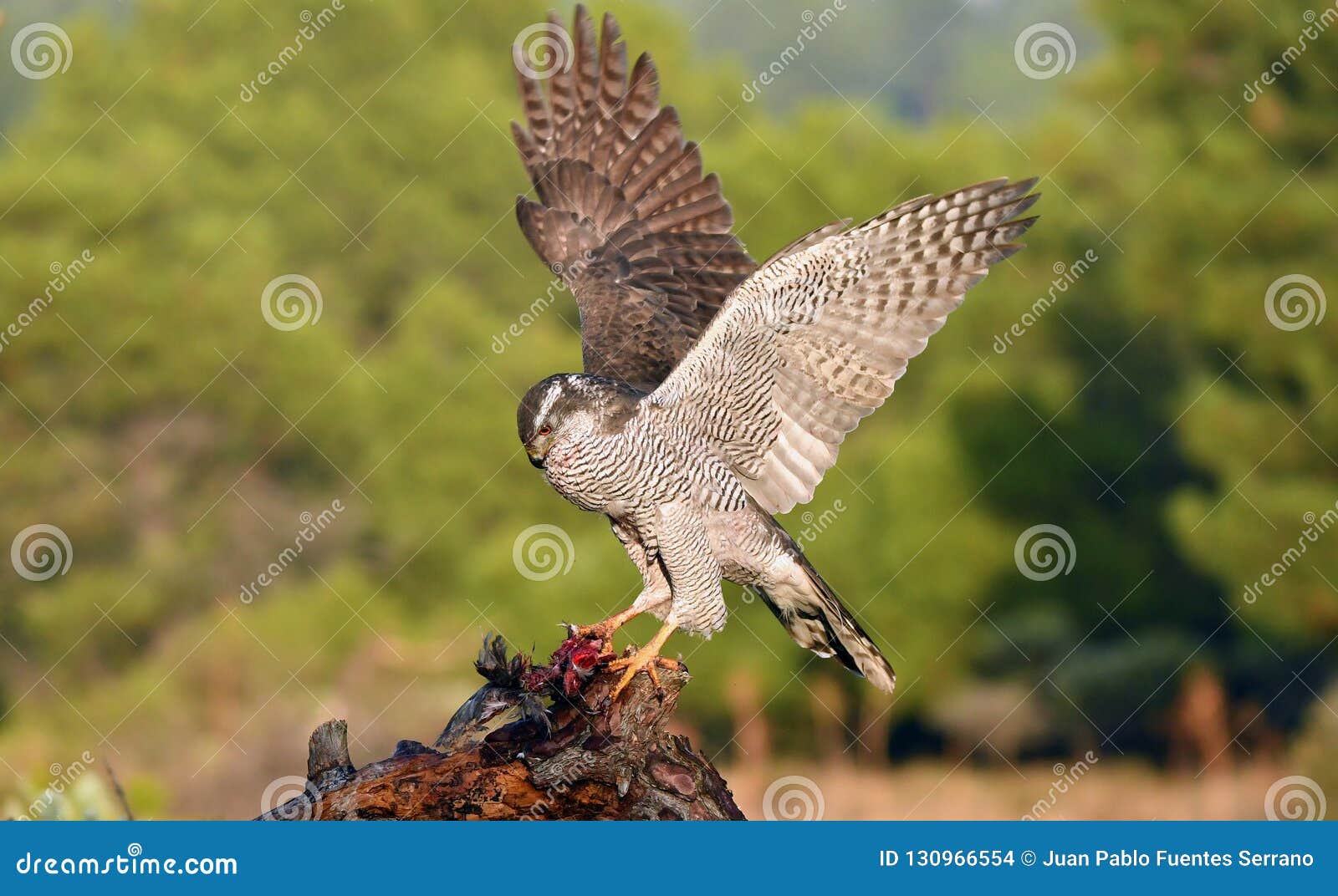 Goshawk with open wings stock photo. Image of kite, eagle - 130966554