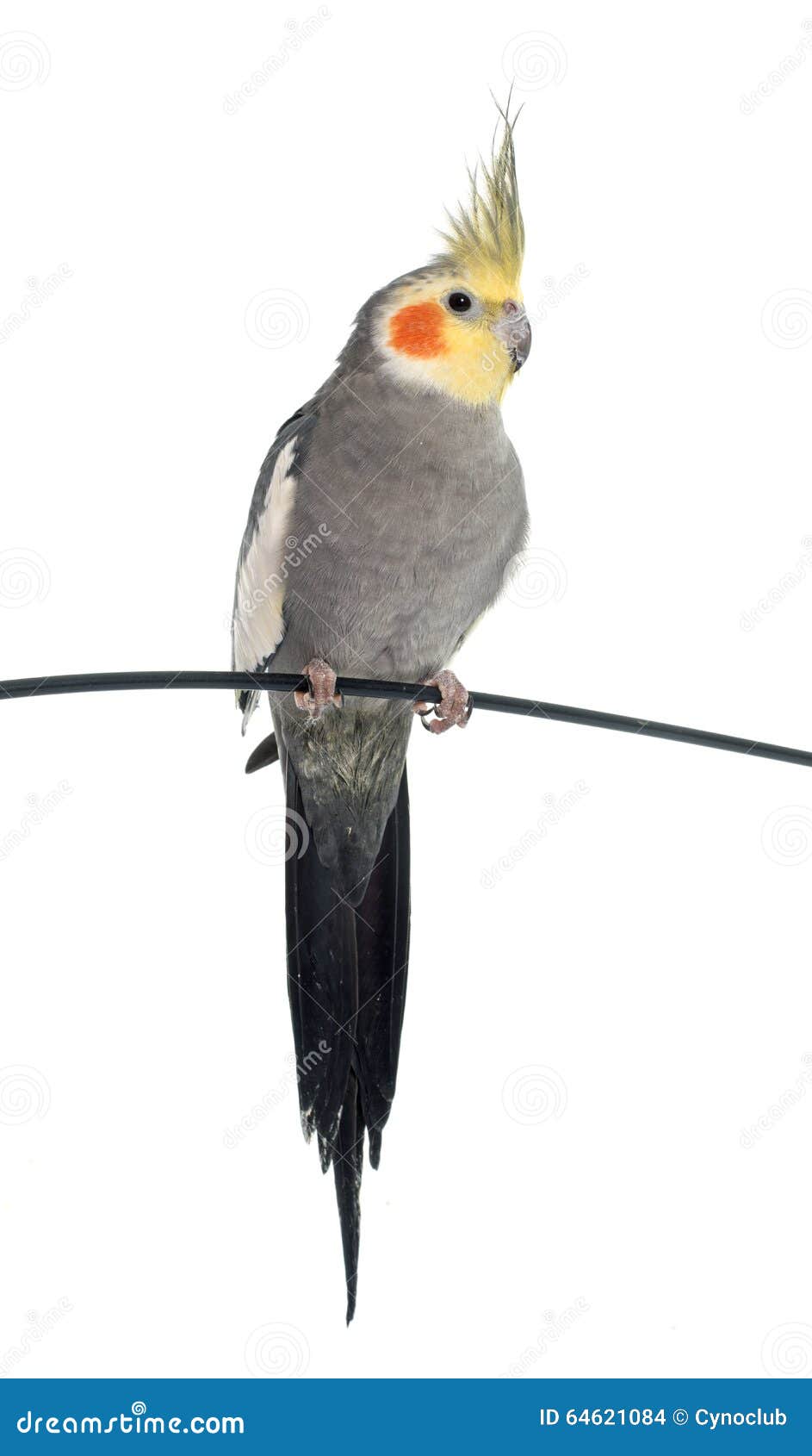 Gray Cockatiel Male Bird Profile On Brown Background. Stock Image ...
