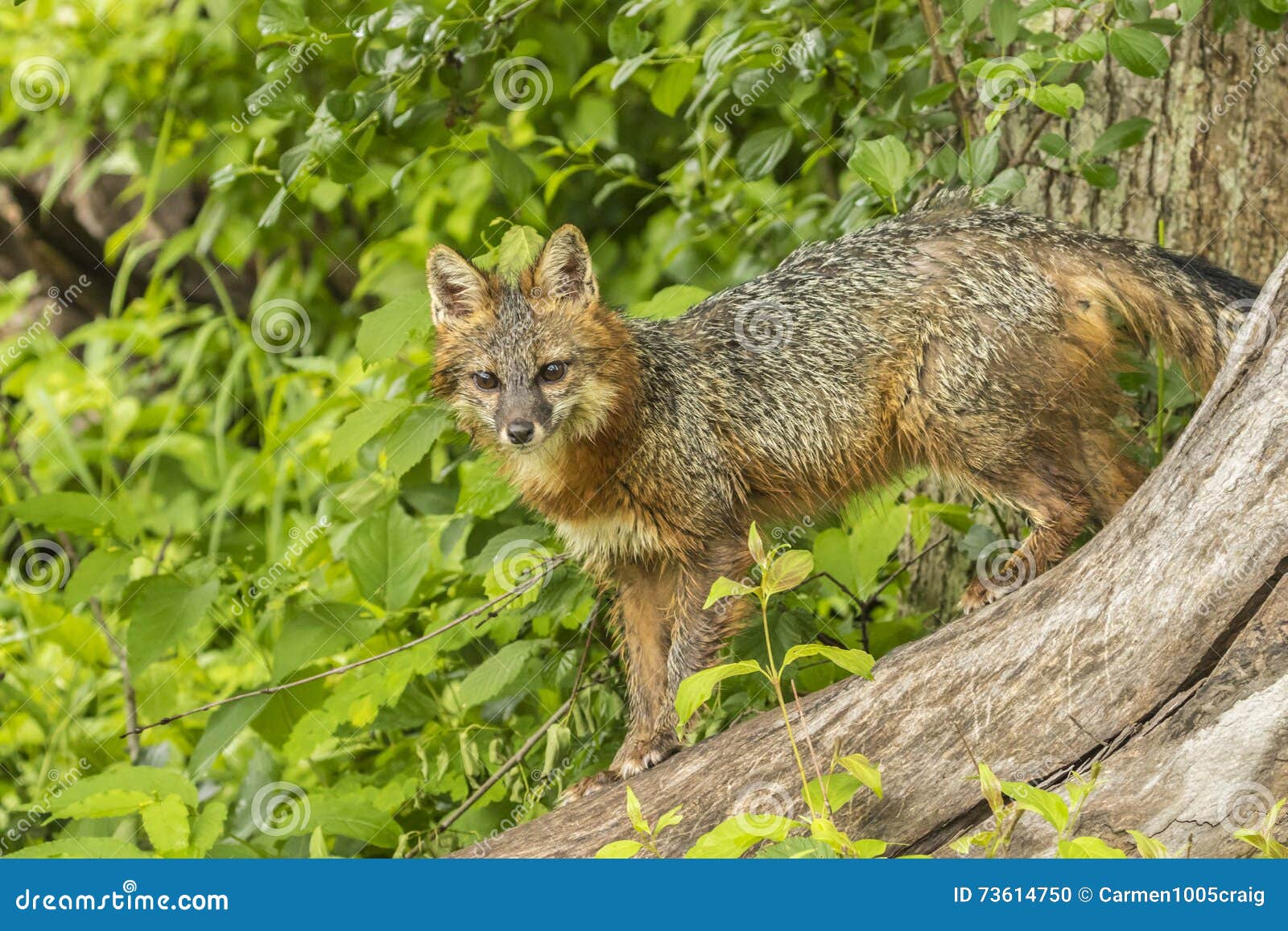Adult Gray Fox on Tree stock photo. Image of downed, behavior - 73614750