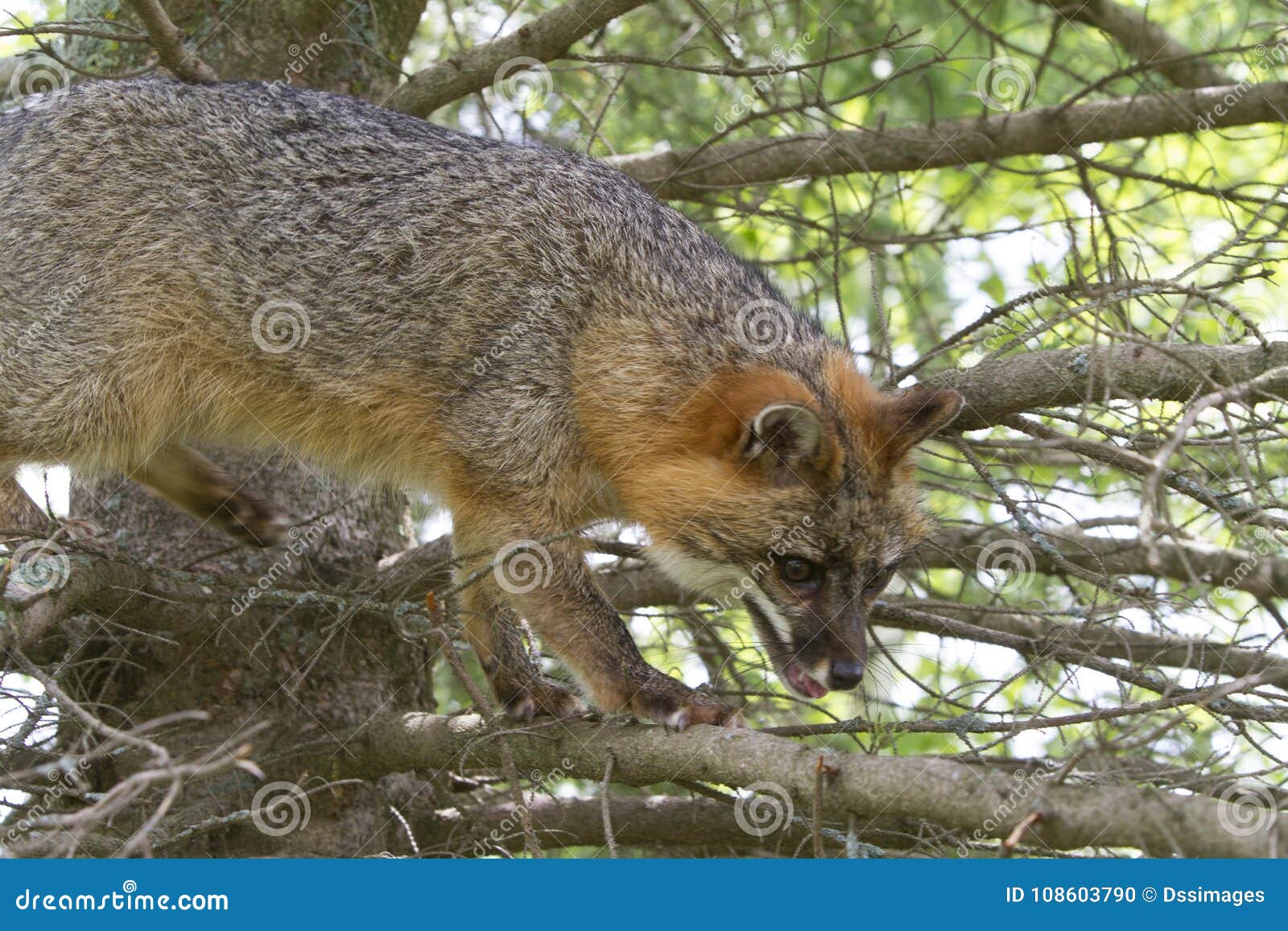 Adult Gray Fox in a Tree stock photo. Image of stealthy - 108603790