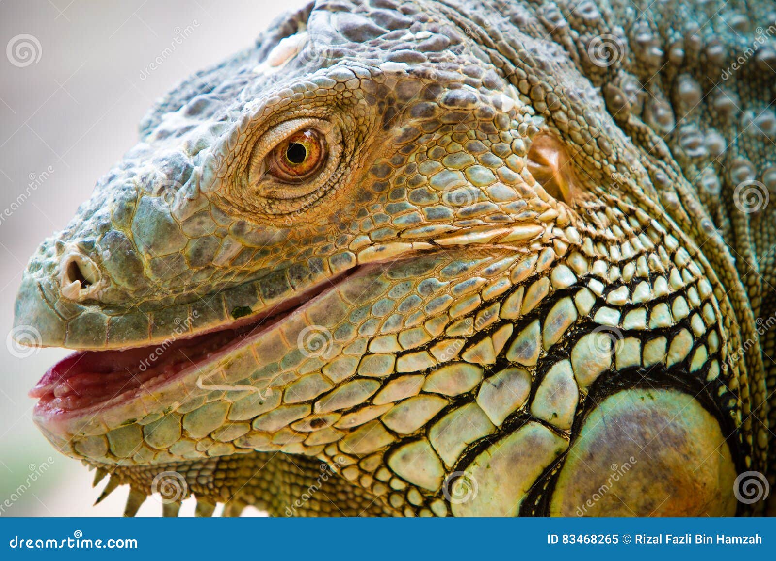 Adult Green Iguana stock image. Image of green, smiling - 83468265