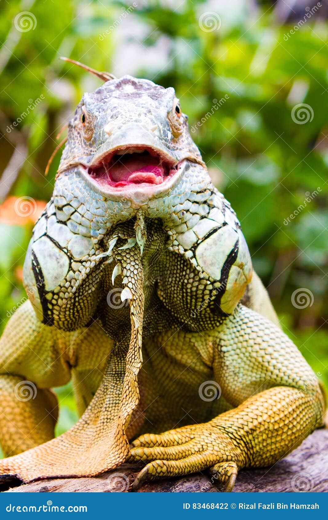 Adult Green Iguana stock photo. Image of wildlife, iguana - 83468422