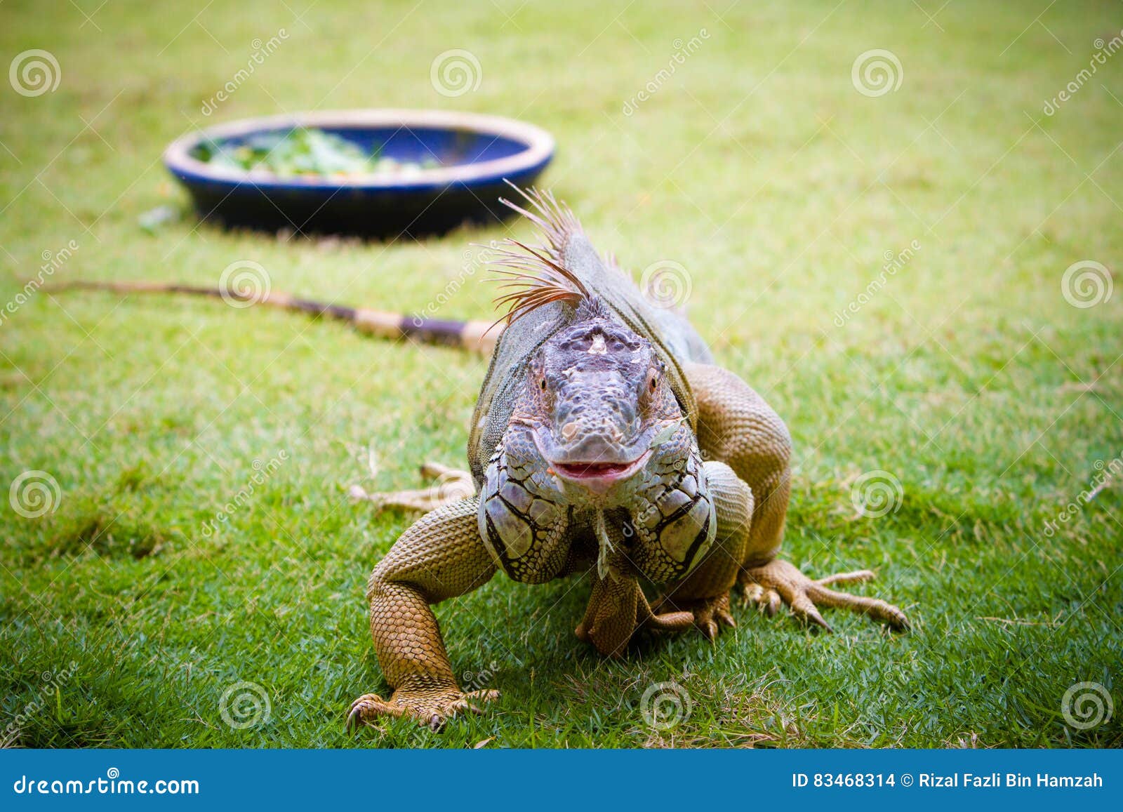 Adult Green Iguana stock photo. Image of wildlife, frontal - 83468314