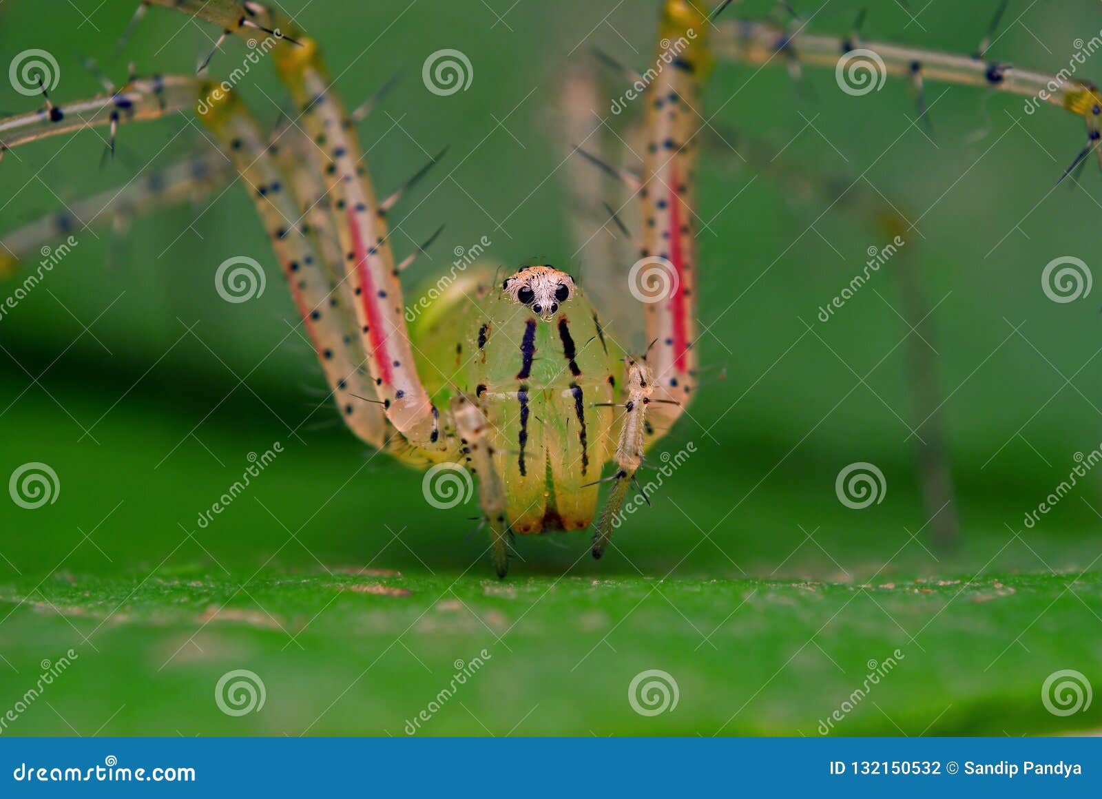 Adult Green Lynx Spider Sitting Stock Photo - Image of season, india ...