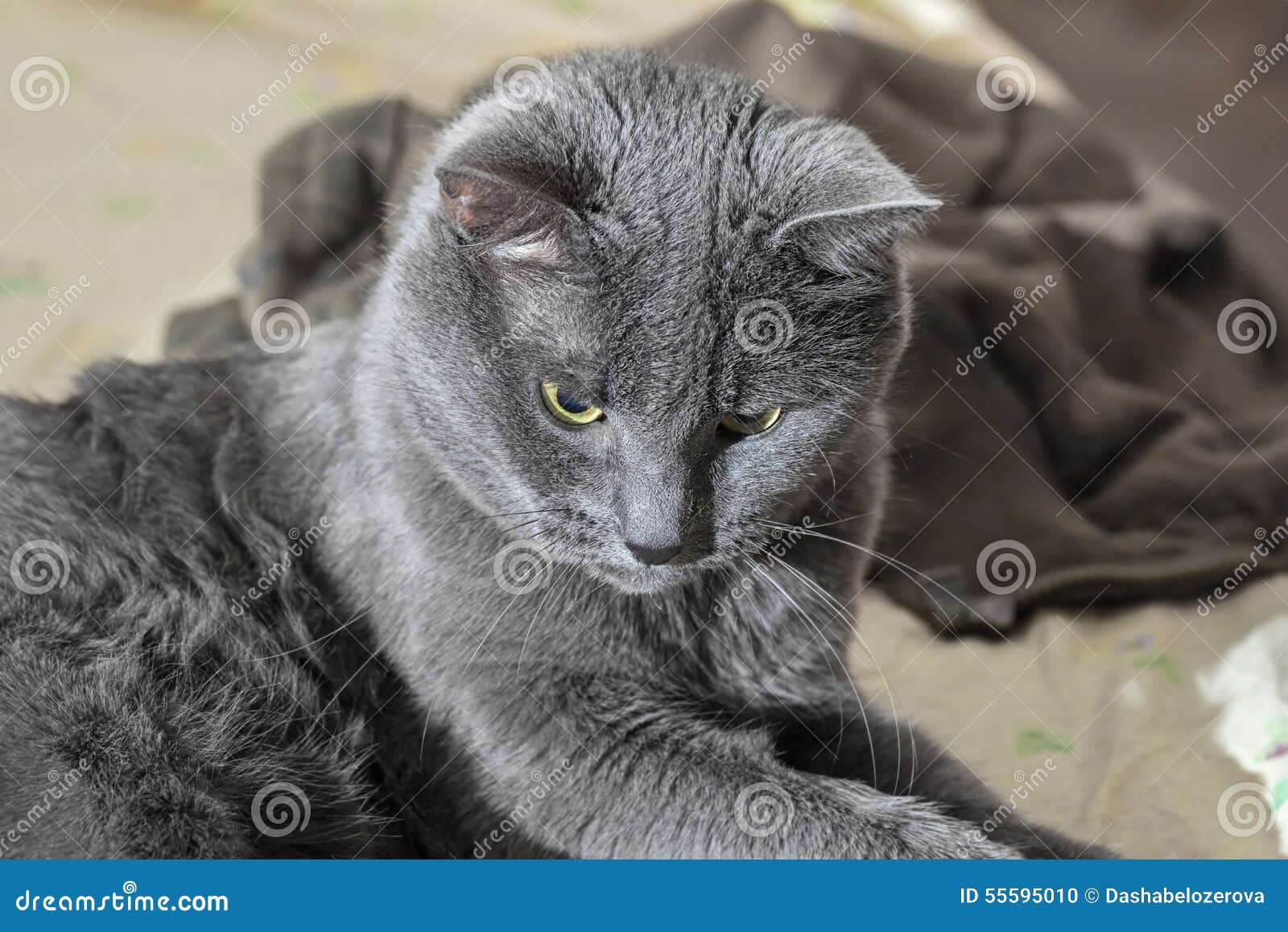 Adult grey cat focused stock photo. Image of sweetly - 55595010