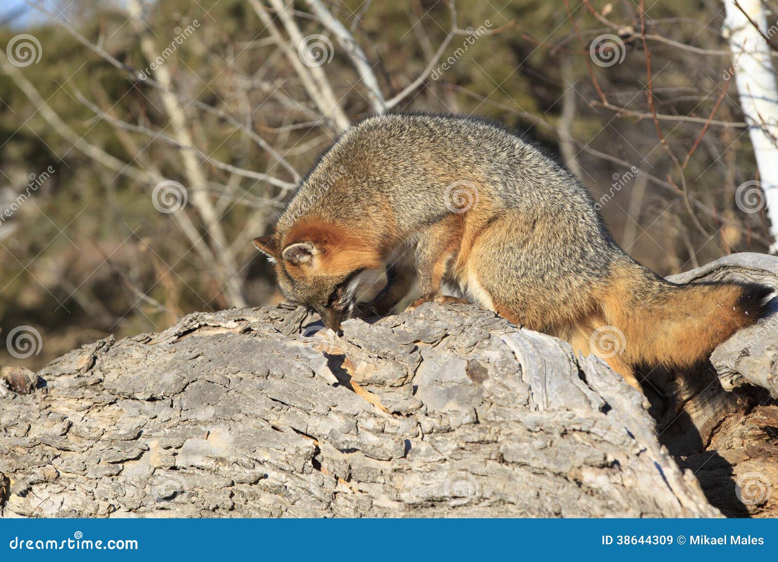 Adult Grey Fox Looking for Food Stock Image - Image of omnivorous ...