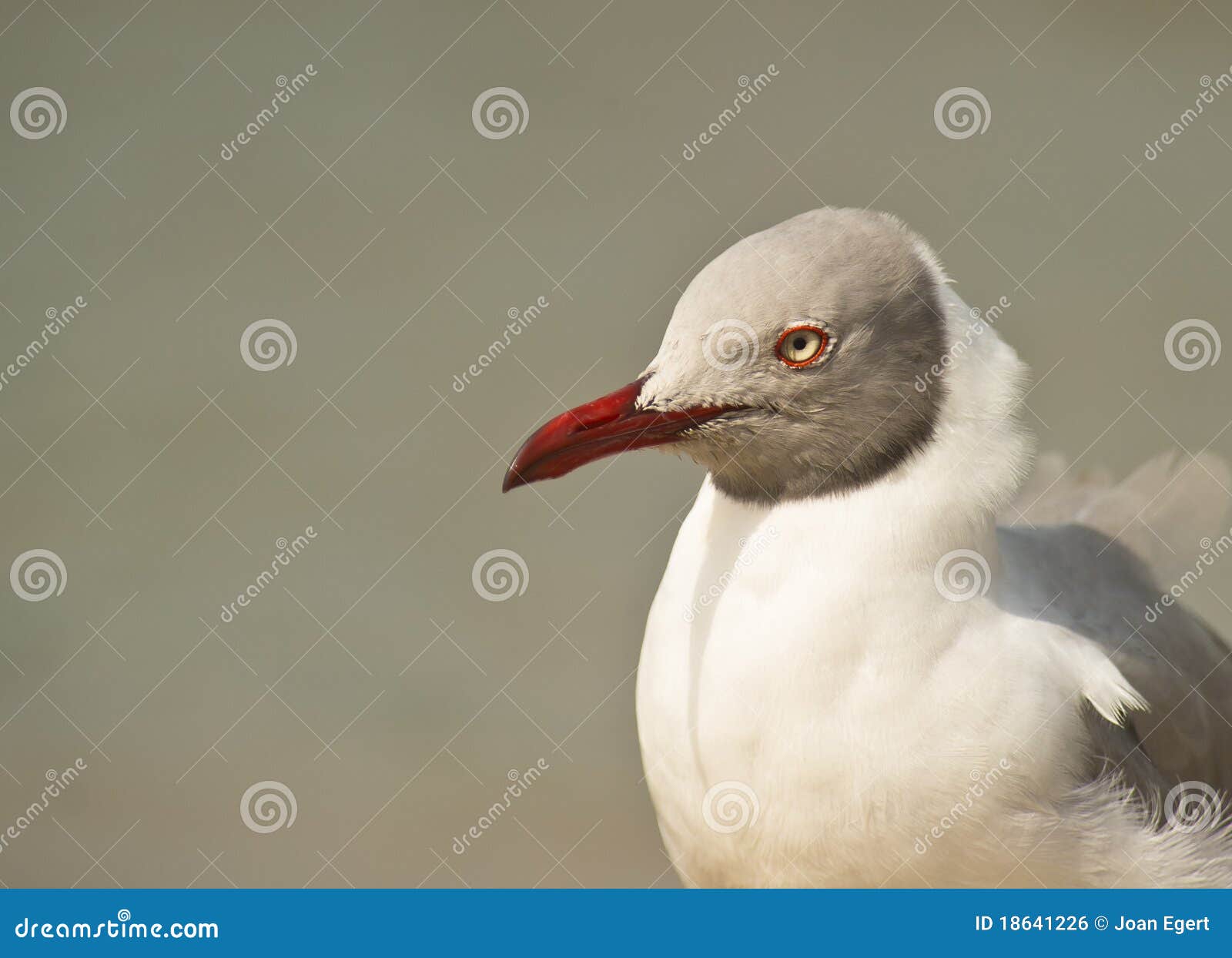 Adult Grey-headed Gull Portrait Stock Photo - Image of color, fishes ...