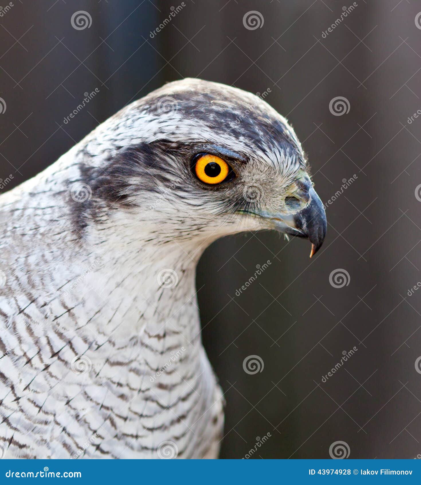 Adult Hawk goshawk stock photo. Image of persistance - 43974928