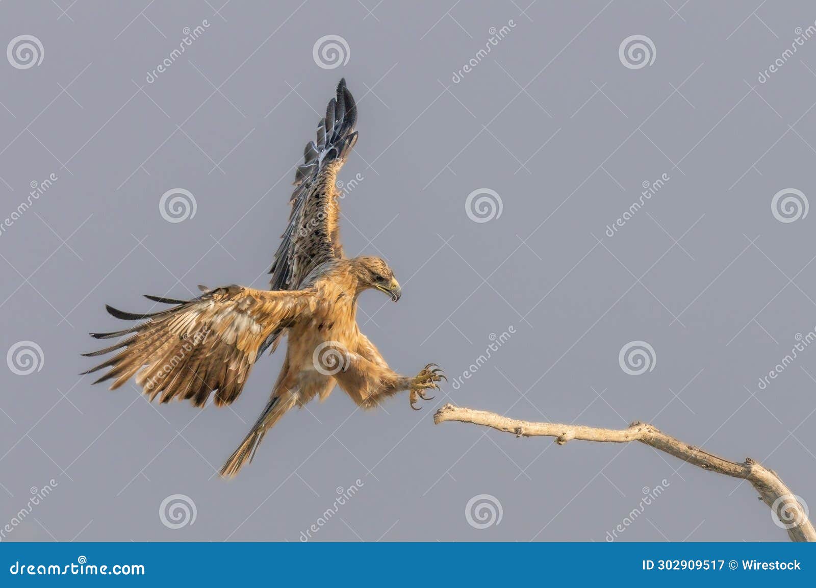 An Adult Hawk Standing on a Tree Branch with Its Wings Spread Out Stock ...