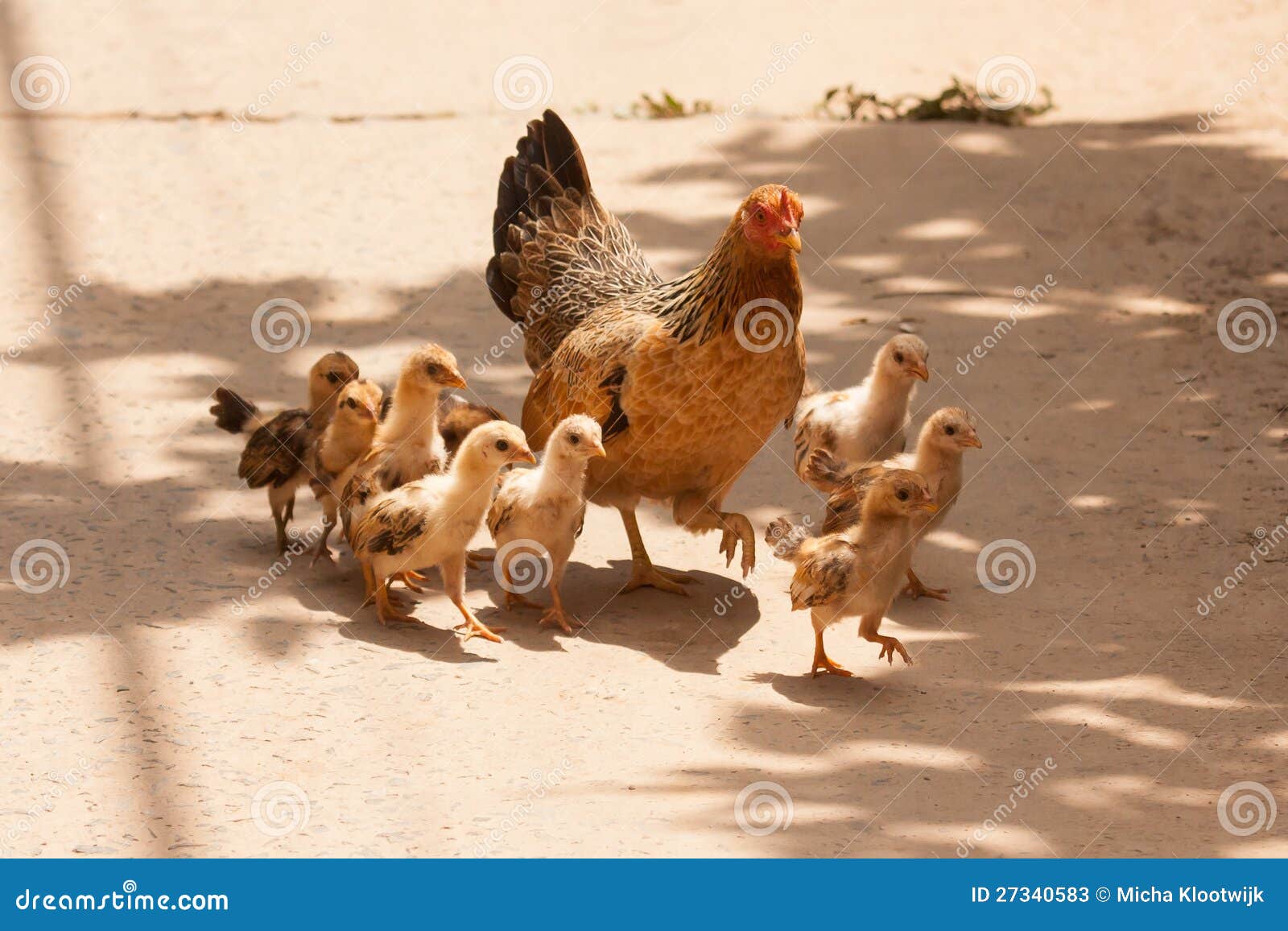 Adult Hen and Her Newly Hatched Chickens Stock Image - Image of path ...