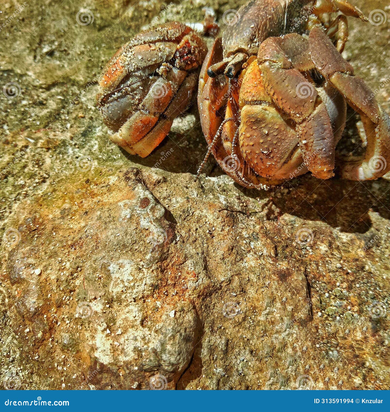 An Adult Hermit Crab Walks without a Shell after Molting. Stock Photo ...