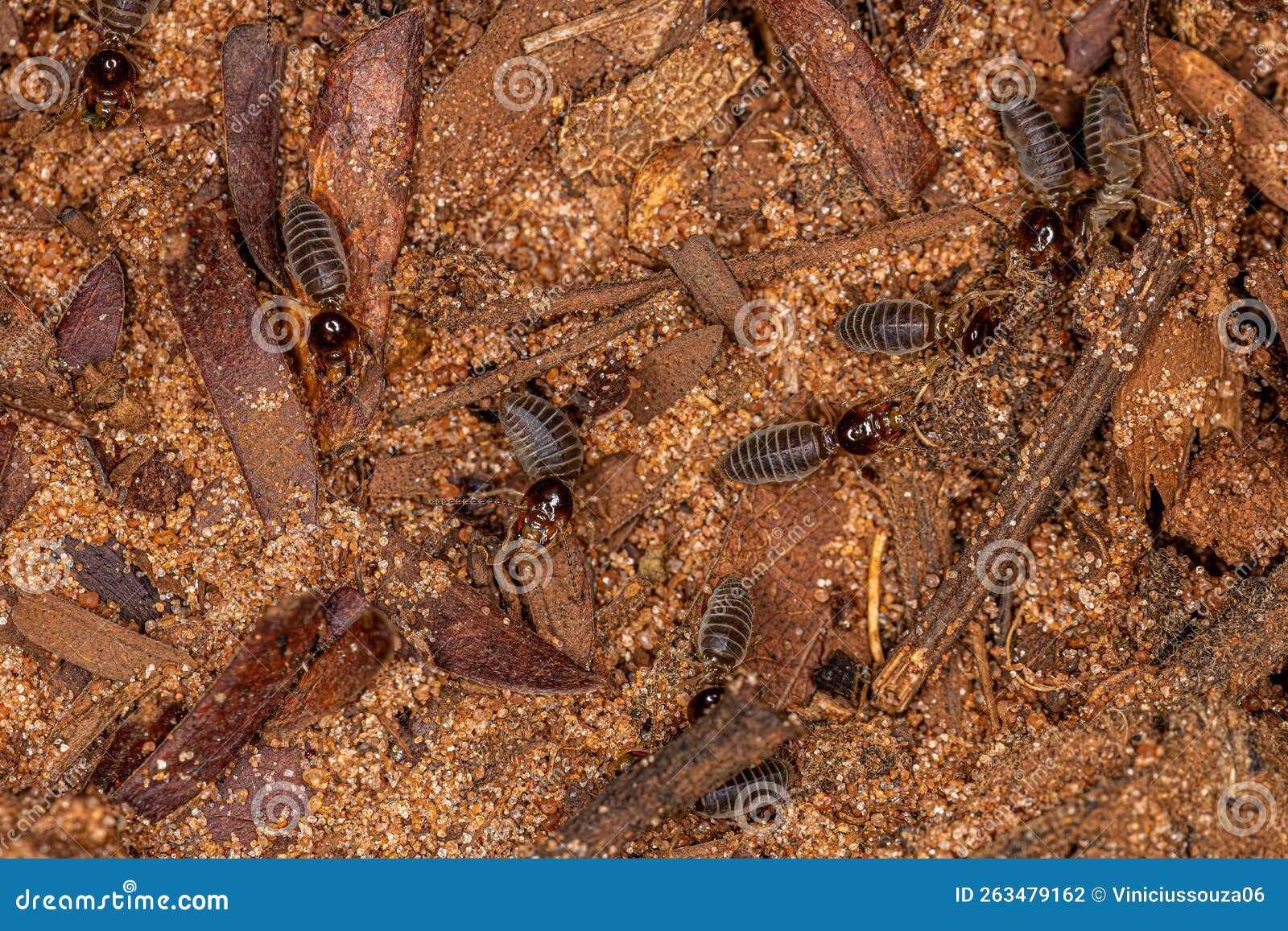 Adult Higher Termites stock photo. Image of animal, insect - 263479162