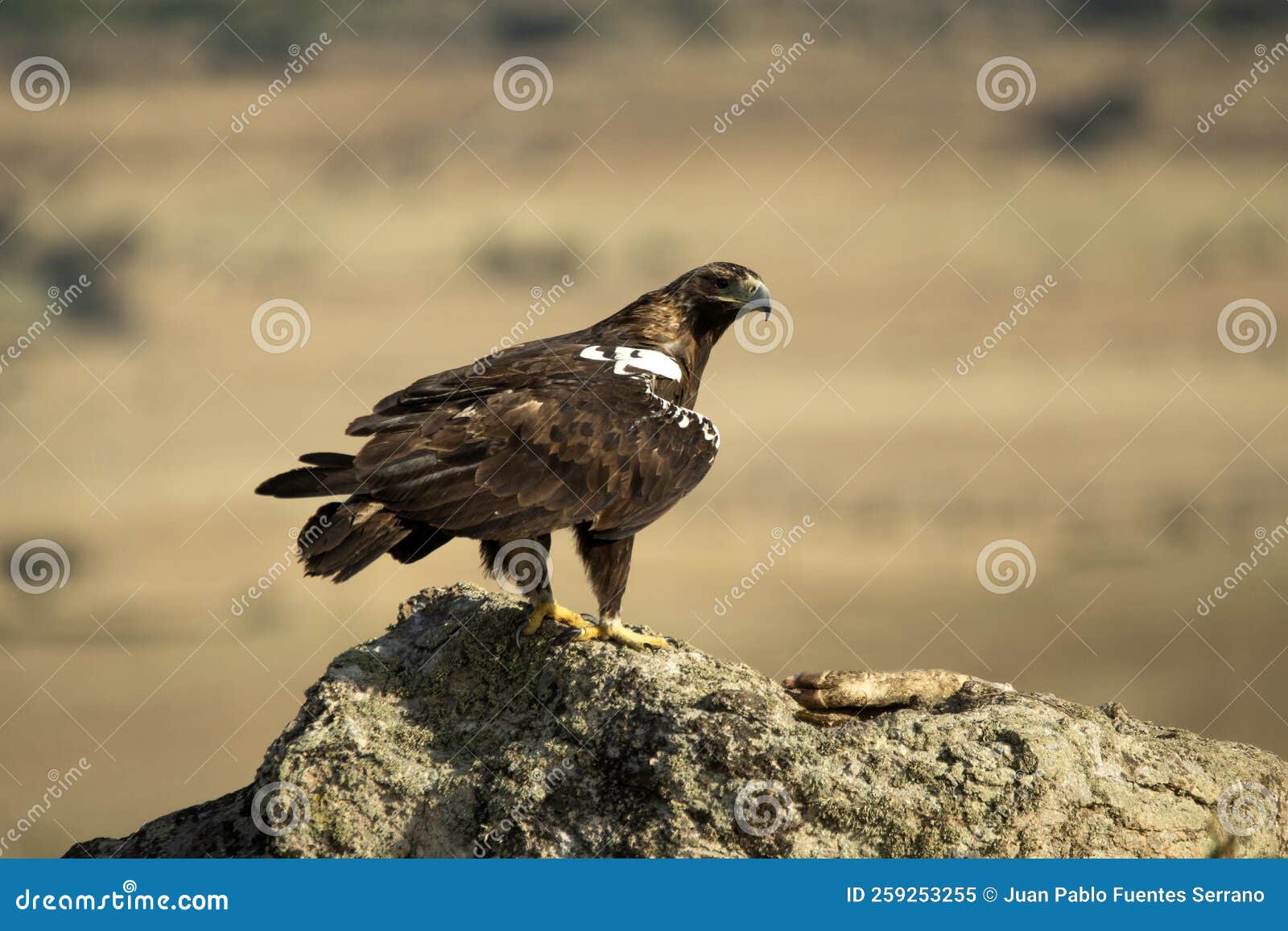 Adult Imperial Eagle Perches on the Rock Stock Image - Image of perches ...