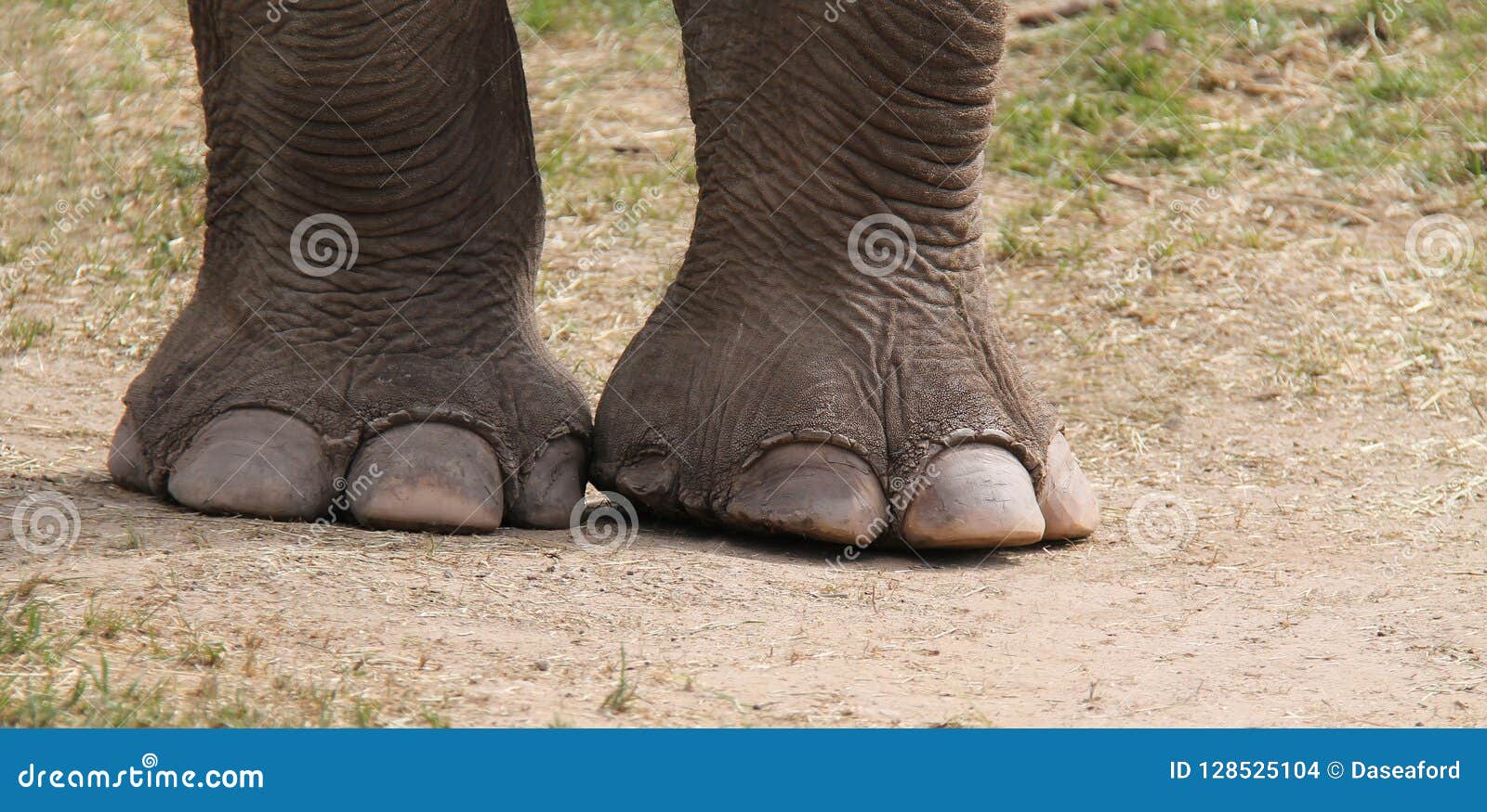 Adult Indian Elephant. stock photo. Image of toenail - 128525104