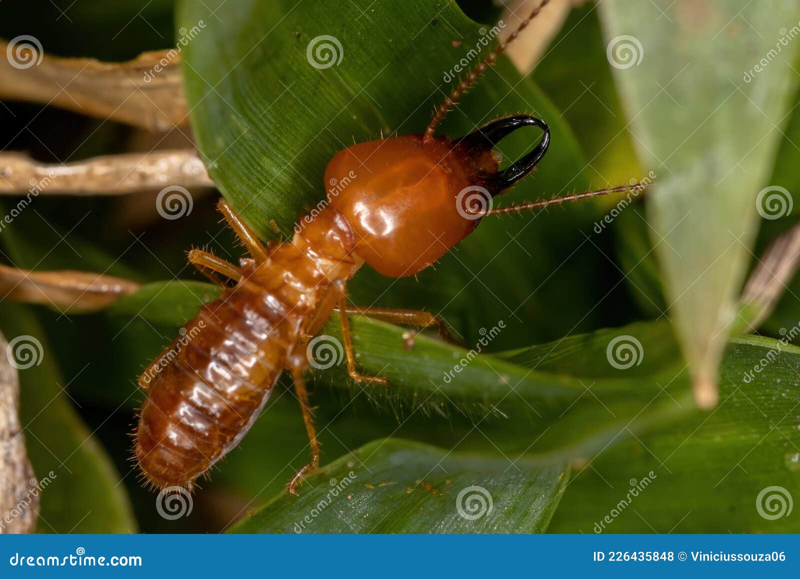 Adult Jawsnouted Termite stock photo. Image of dictyoptera - 226435848
