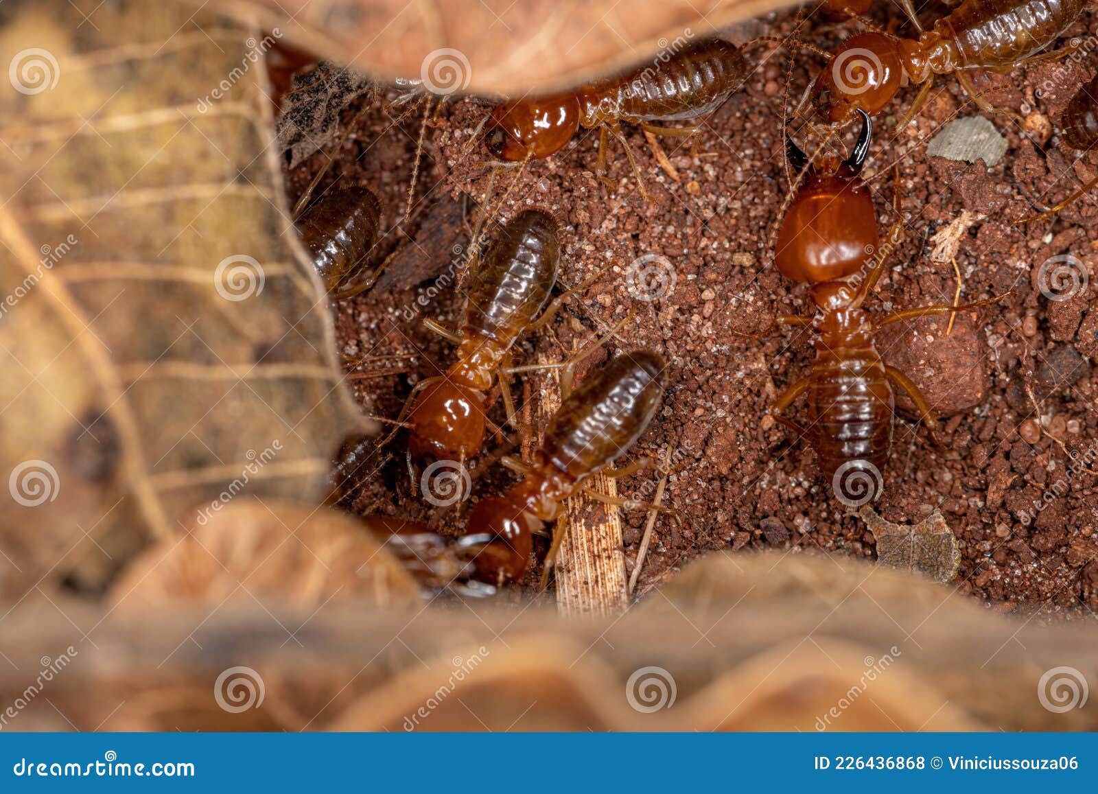 Adult Jawsnouted Termite stock photo. Image of isoptera - 226436868