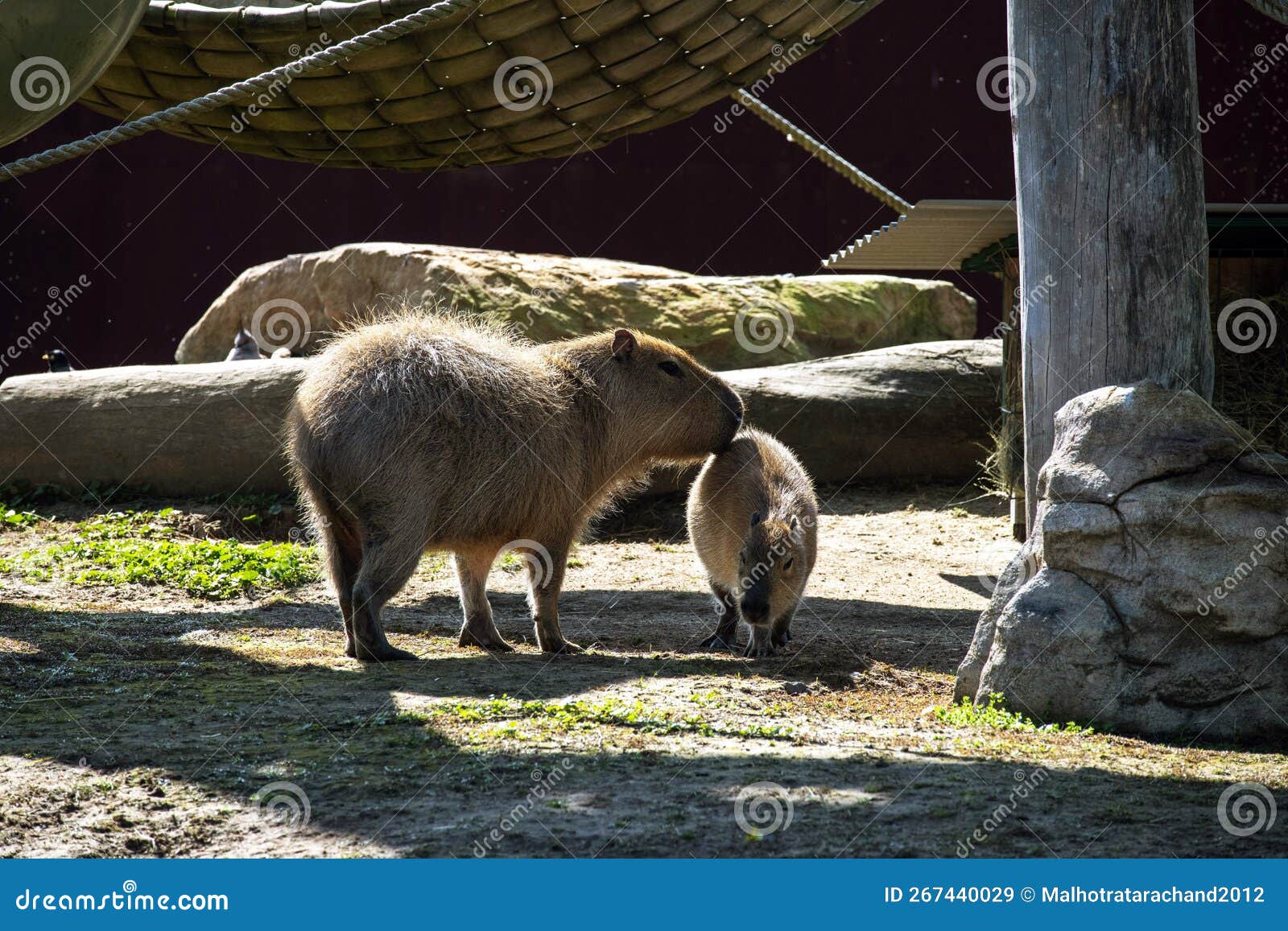 Adult and Junior Capybara (Hydrochoerus Hydrochaeris) Stock Image ...