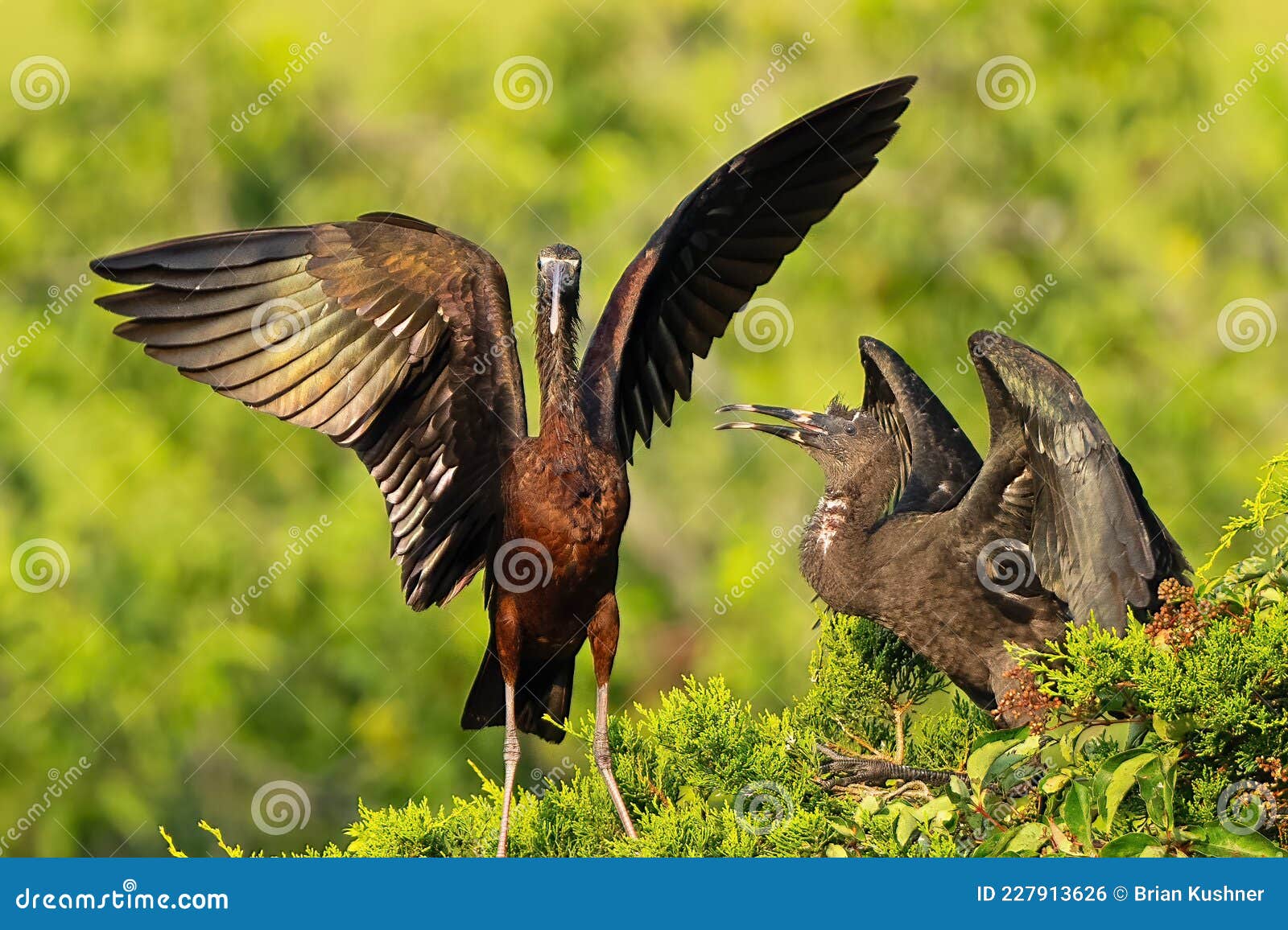 Adult & Juvenile Glossy Ibis in Tree Stock Photo - Image of predator ...