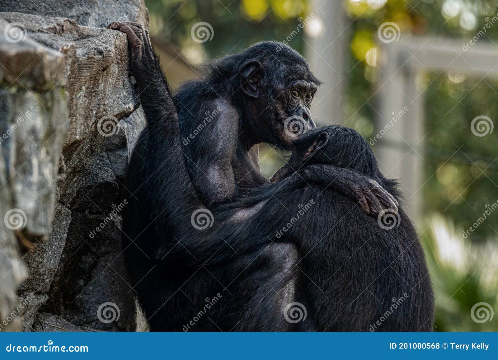 Juvenile Monkey With Staring In Big Eyes Stock Photo | CartoonDealer ...