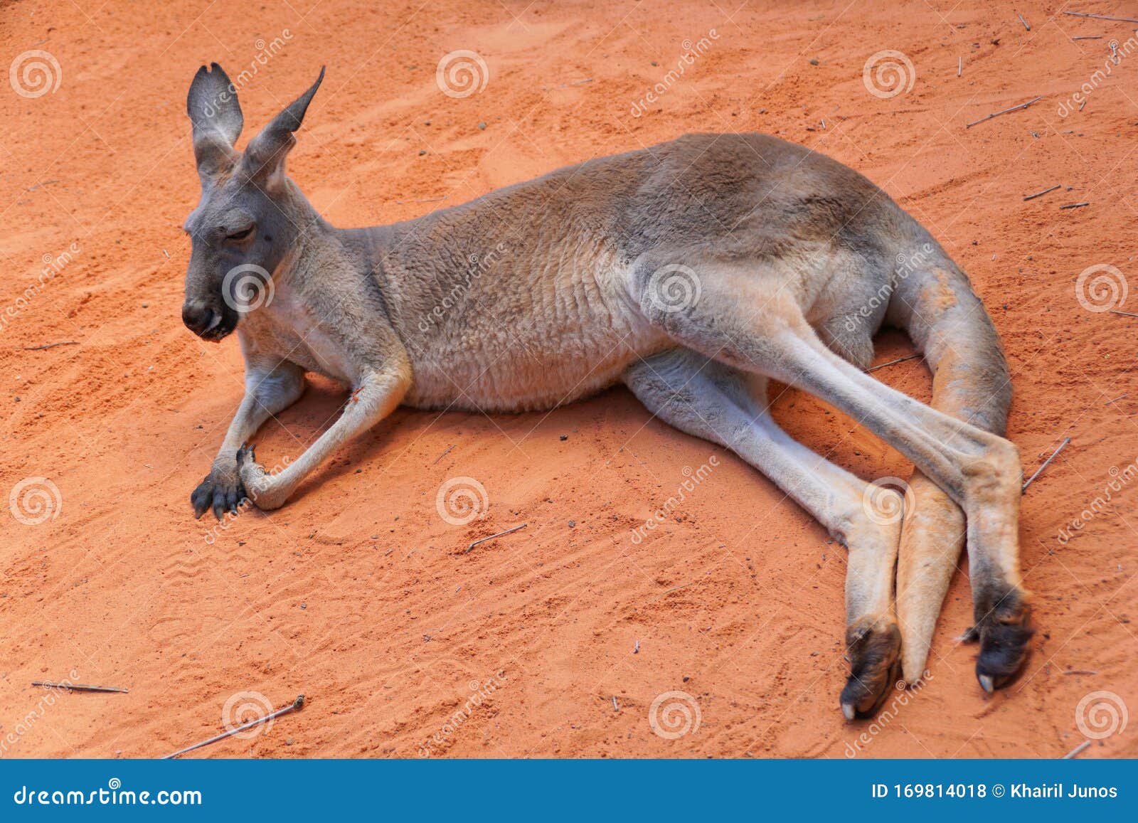 An Adult Kangaroo Laying Down and Relaxing on the Ground Stock Photo ...