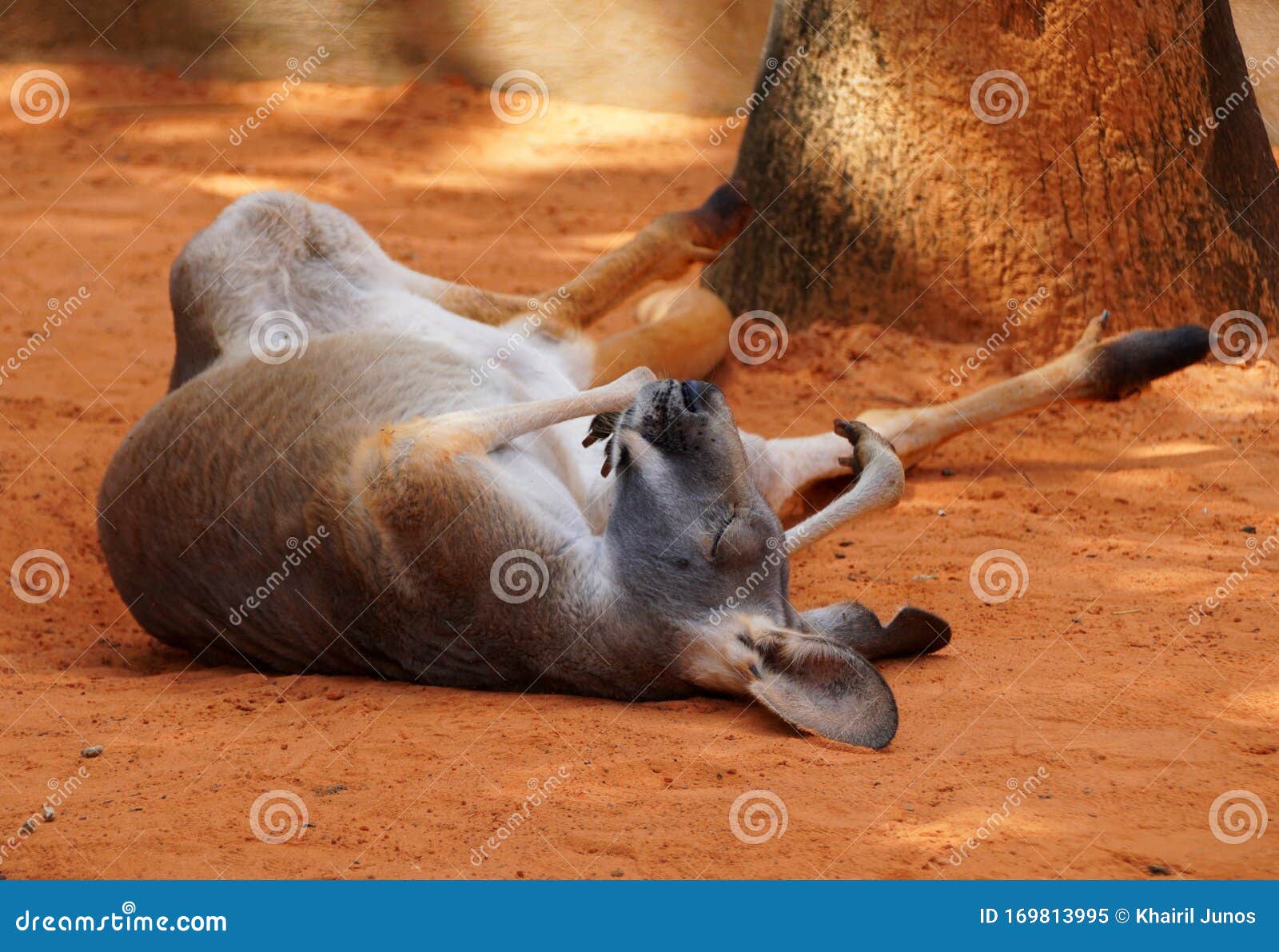 An Adult Kangaroo Laying Down and Sleeping on the Ground Stock Image ...