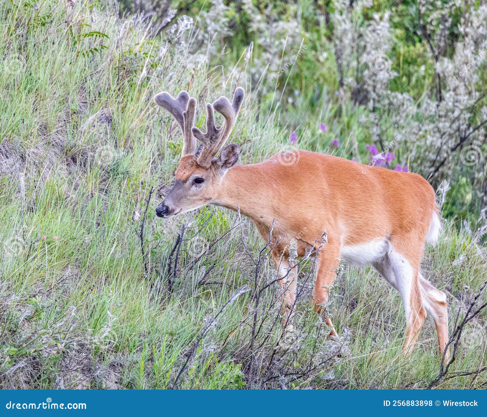 Adult Key Deer Foraging on a Grassland Stock Photo - Image of tropical ...