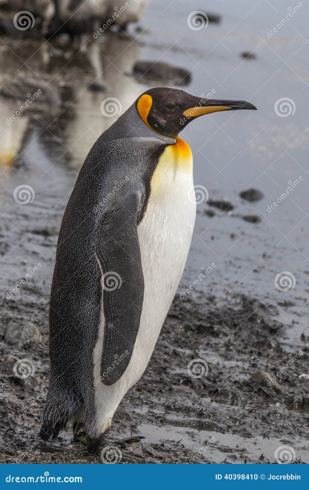 Adult King Penguin profile stock photo. Image of falkland - 40398410