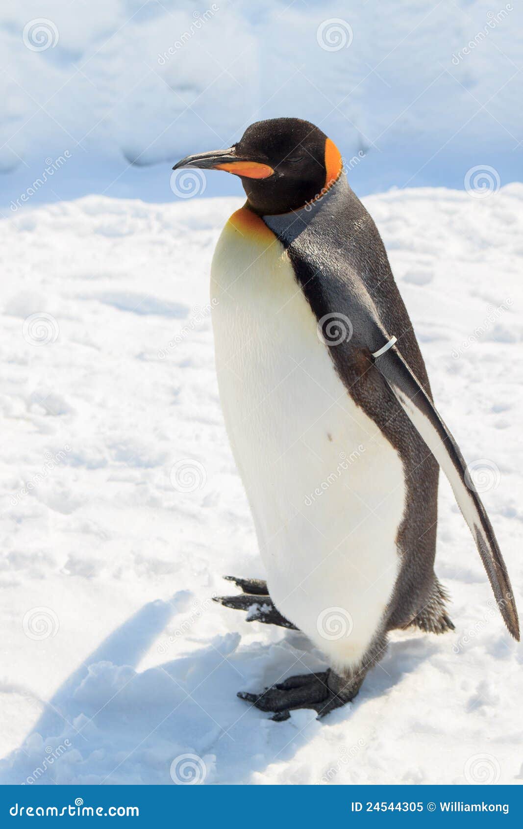 Adult King Penguin Standing Still Stock Image - Image of nature, white ...