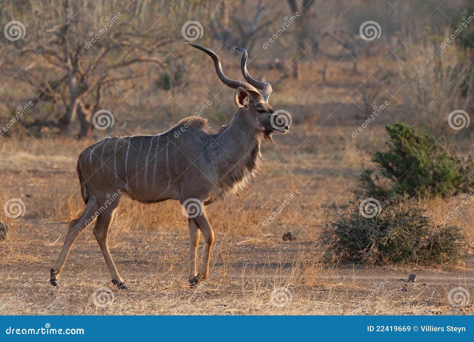 Adult kudu bull stock image. Image of drive, mammal, reserve - 22419669
