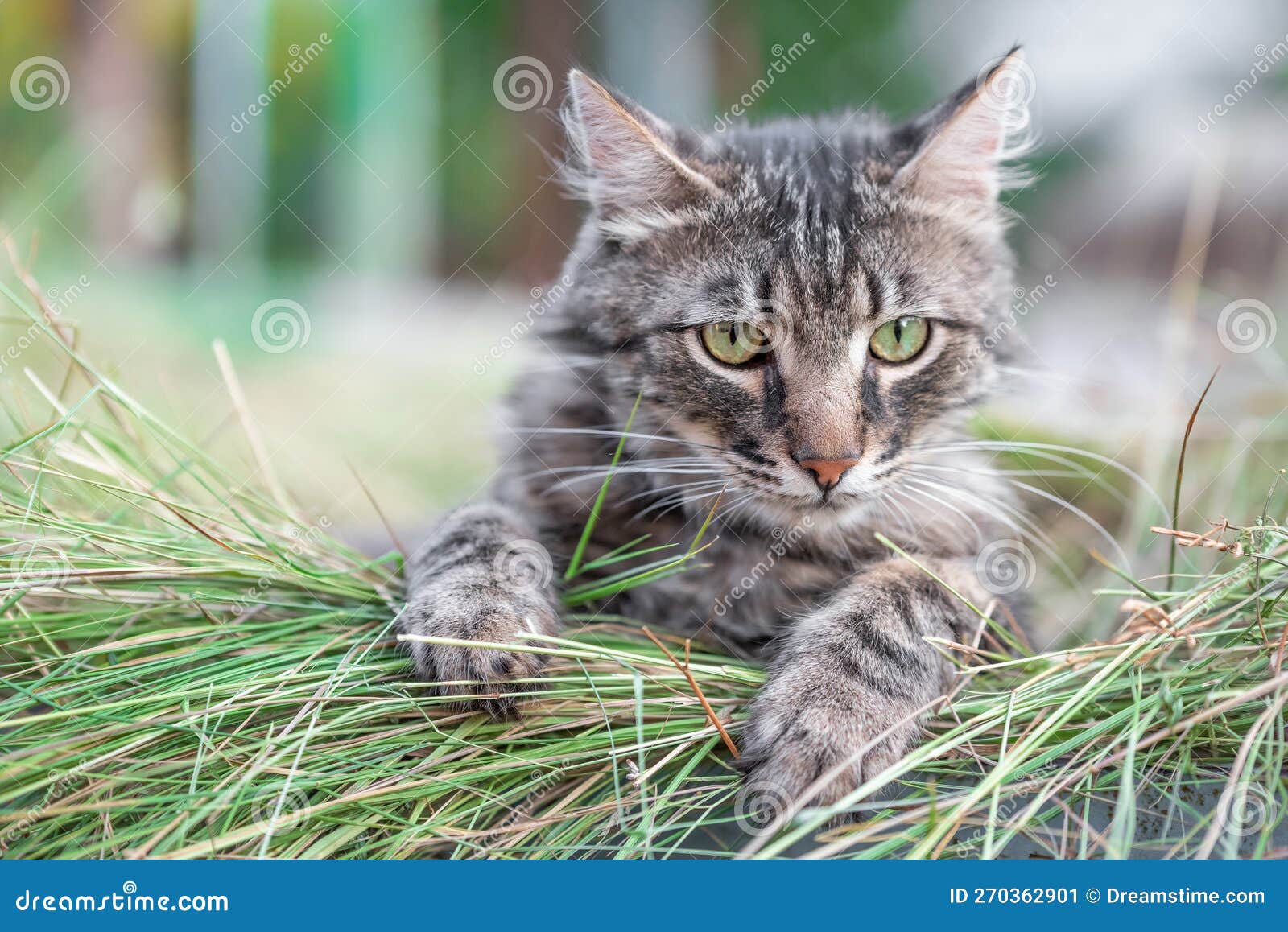 An Adult Large Male Maral Lies On The Grass And Rests. Its Horns Are ...