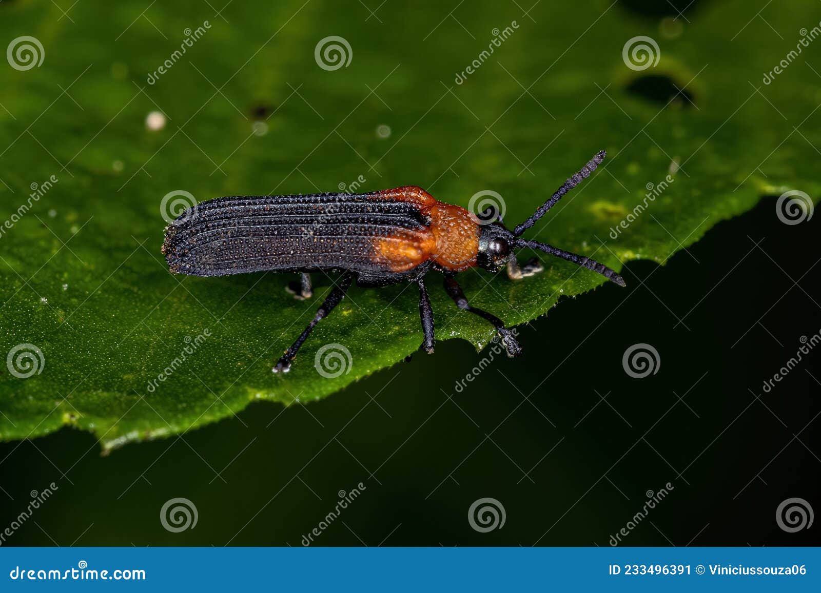 Adult Leaf Beetle stock image. Image of entomology, wildlife - 233496391