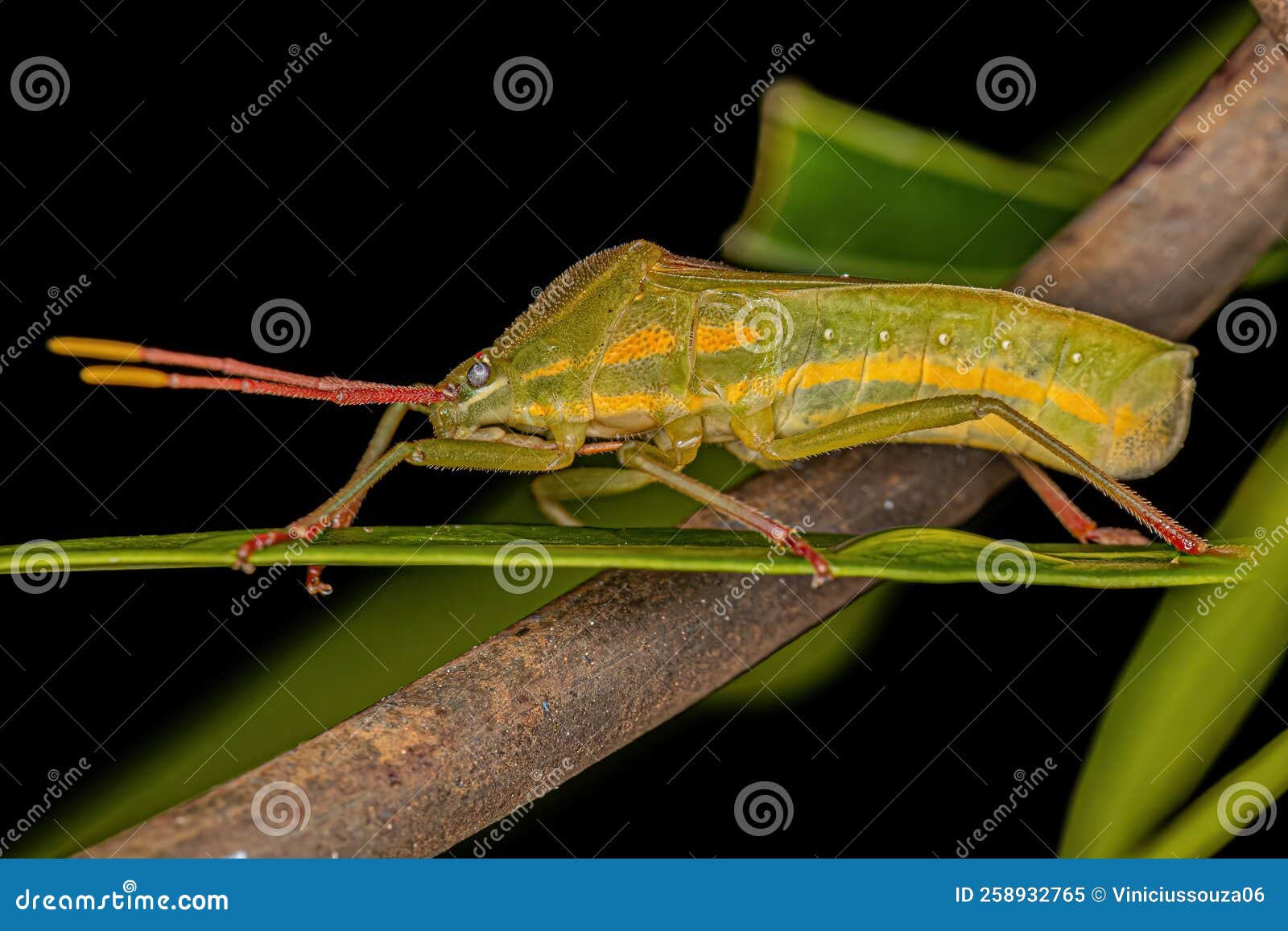 Adult Leaf-footed Bug stock image. Image of animals - 258932765
